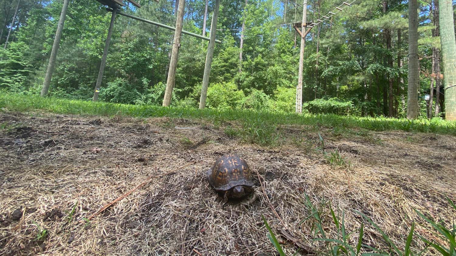 Plants and Animals | Schenck Forest
